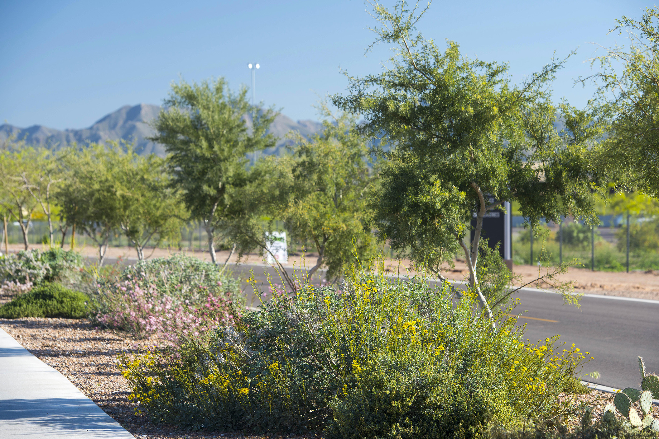 Salt River Field at Talking Stick